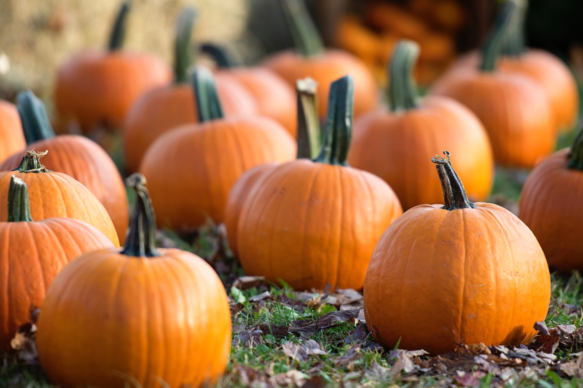 7 Fall Bucket List Ideas For College Students Showit Blog